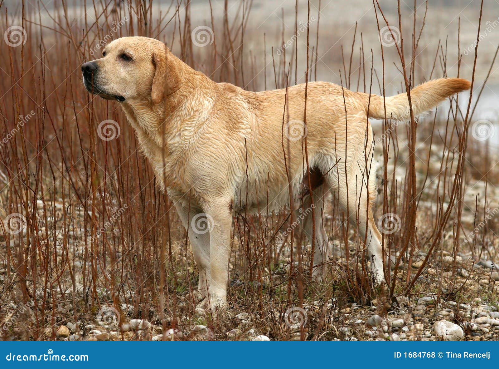 Working Labrador Retriever stock photo. Image of animal - 1684768