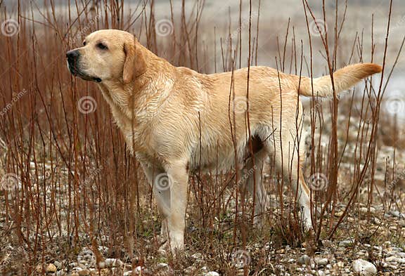 Working Labrador Retriever stock photo. Image of animal - 1684768