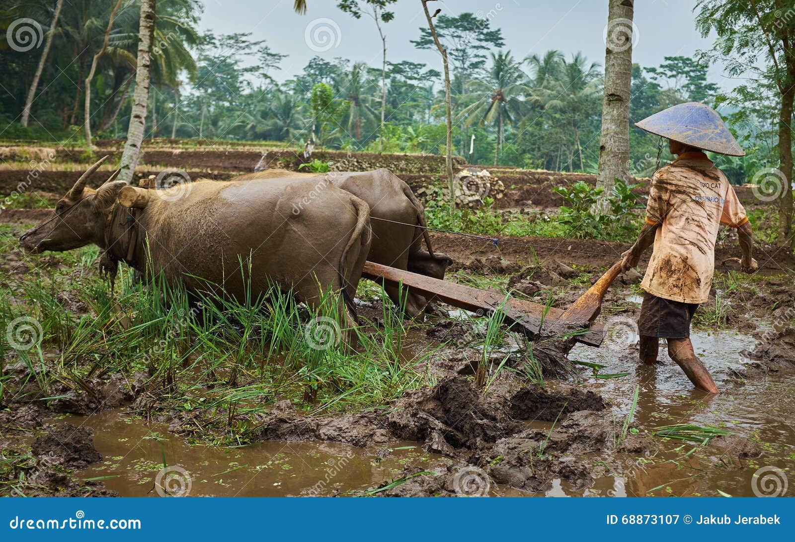 Working the land editorial photography. Image of rice - 68873107