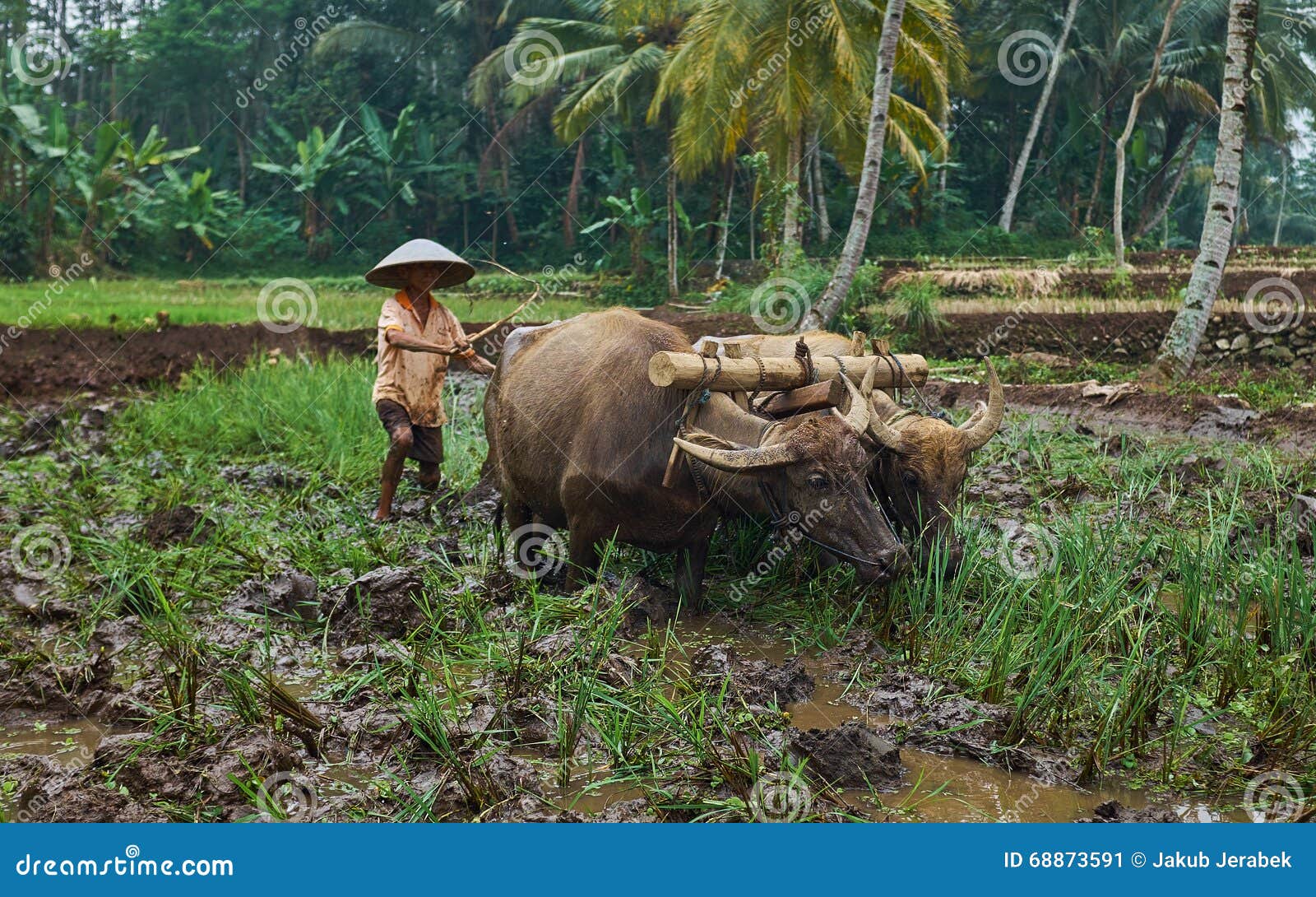 Working the land editorial photo. Image of light, water - 68873591