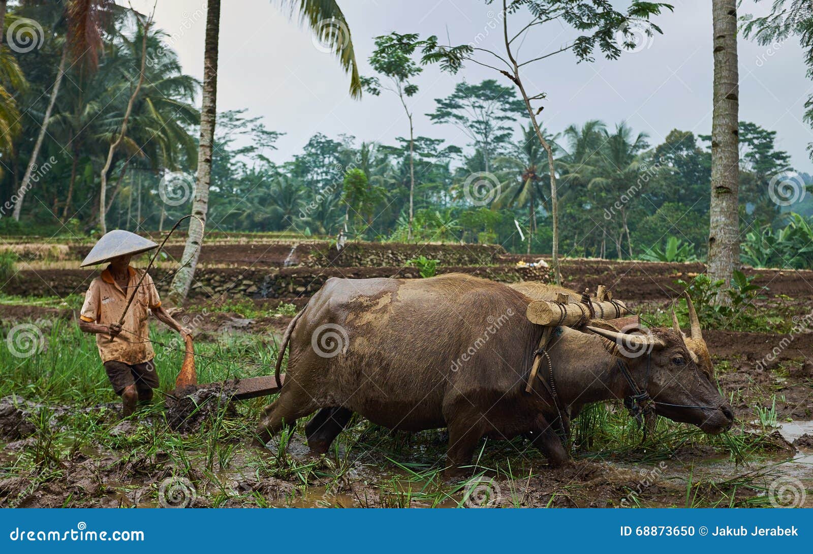 Working the land editorial image. Image of tired, whip - 68873650