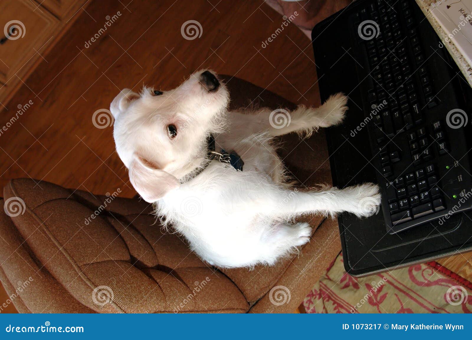 Working like a dog stock image. Image of keyboard, chair - 1073217