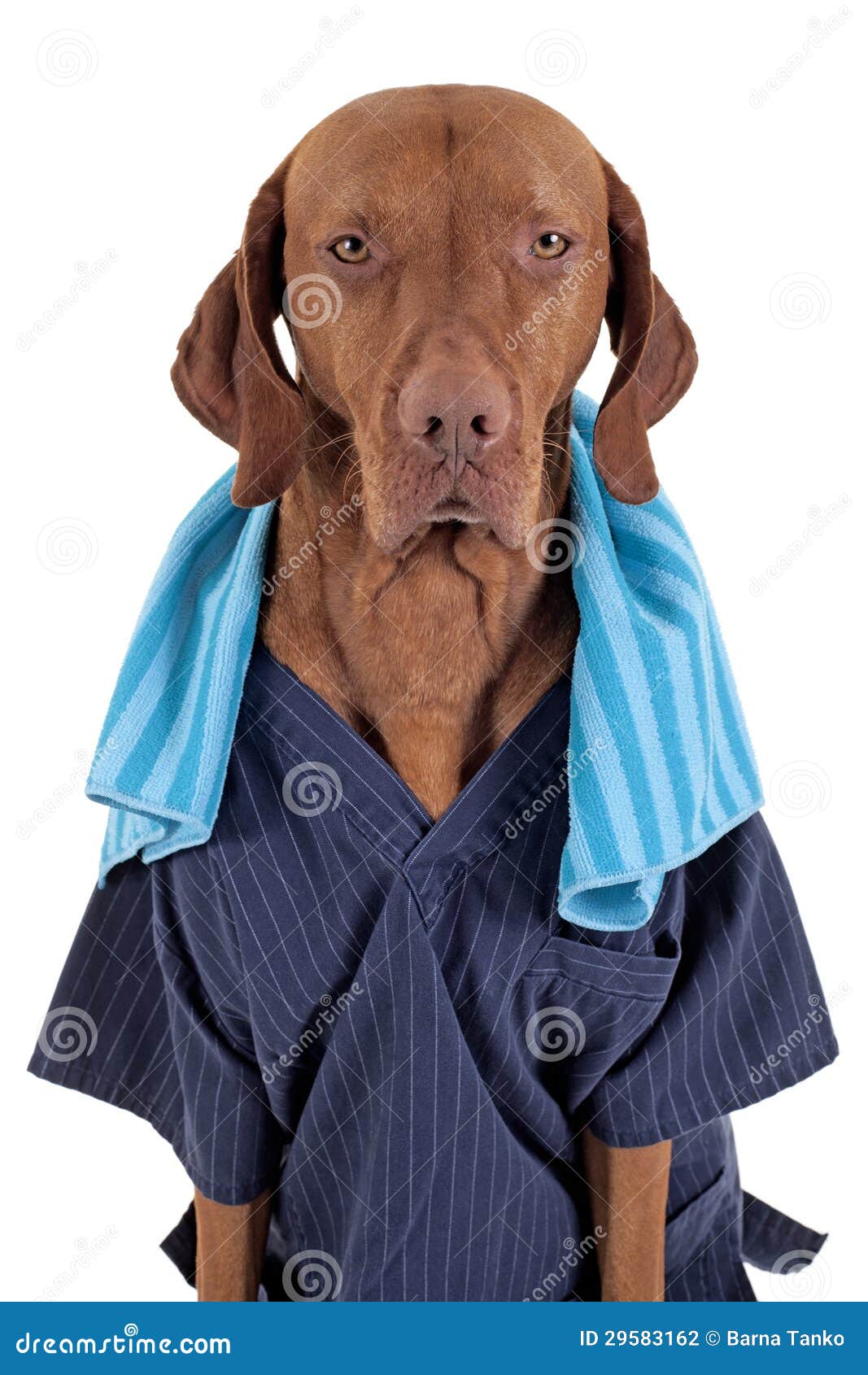 Working like a dog stock photo. Image of isolated, work - 29583162