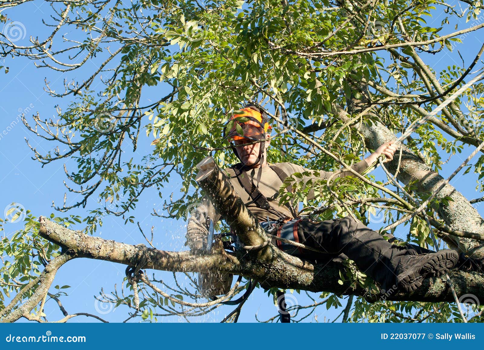 Working Lying Along Branch while Sawing Stock Image - Image of work ...