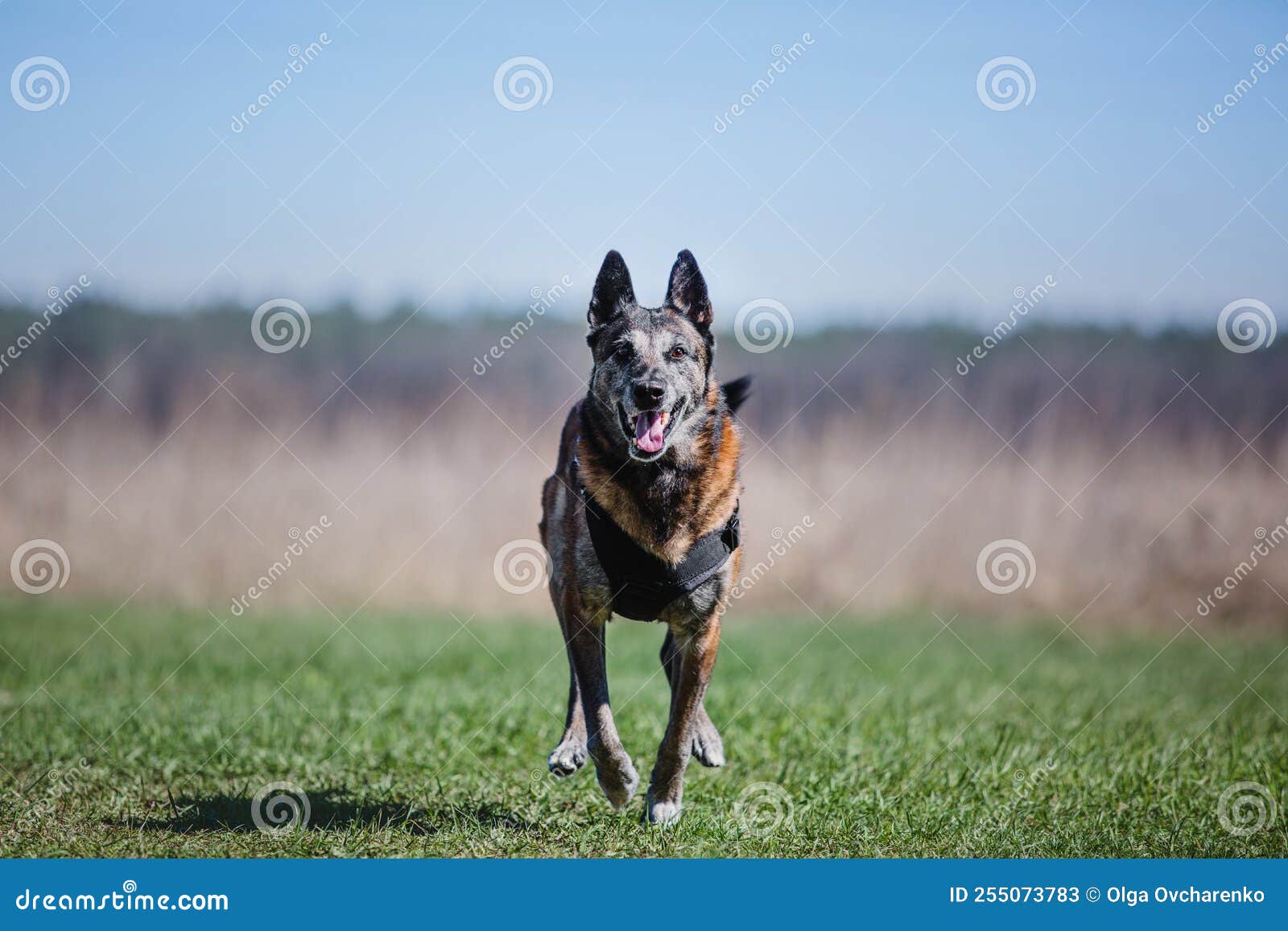 Working Malinois Dog. Belgian Shepherd Dog. Police, Guard Dog Stock ...