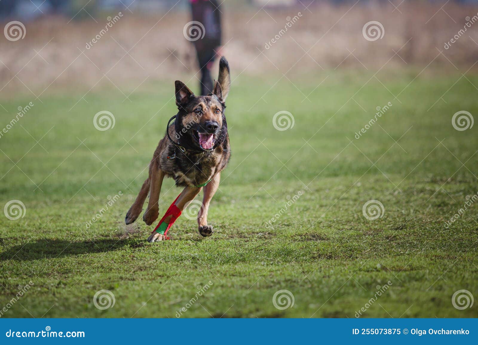 Working Malinois Dog. Belgian Shepherd Dog. Police, Guard Dog Stock ...