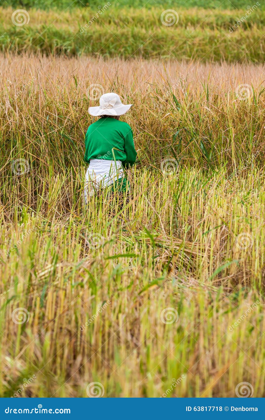 Working Man on the Rice Field Editorial Stock Photo - Image of grain ...