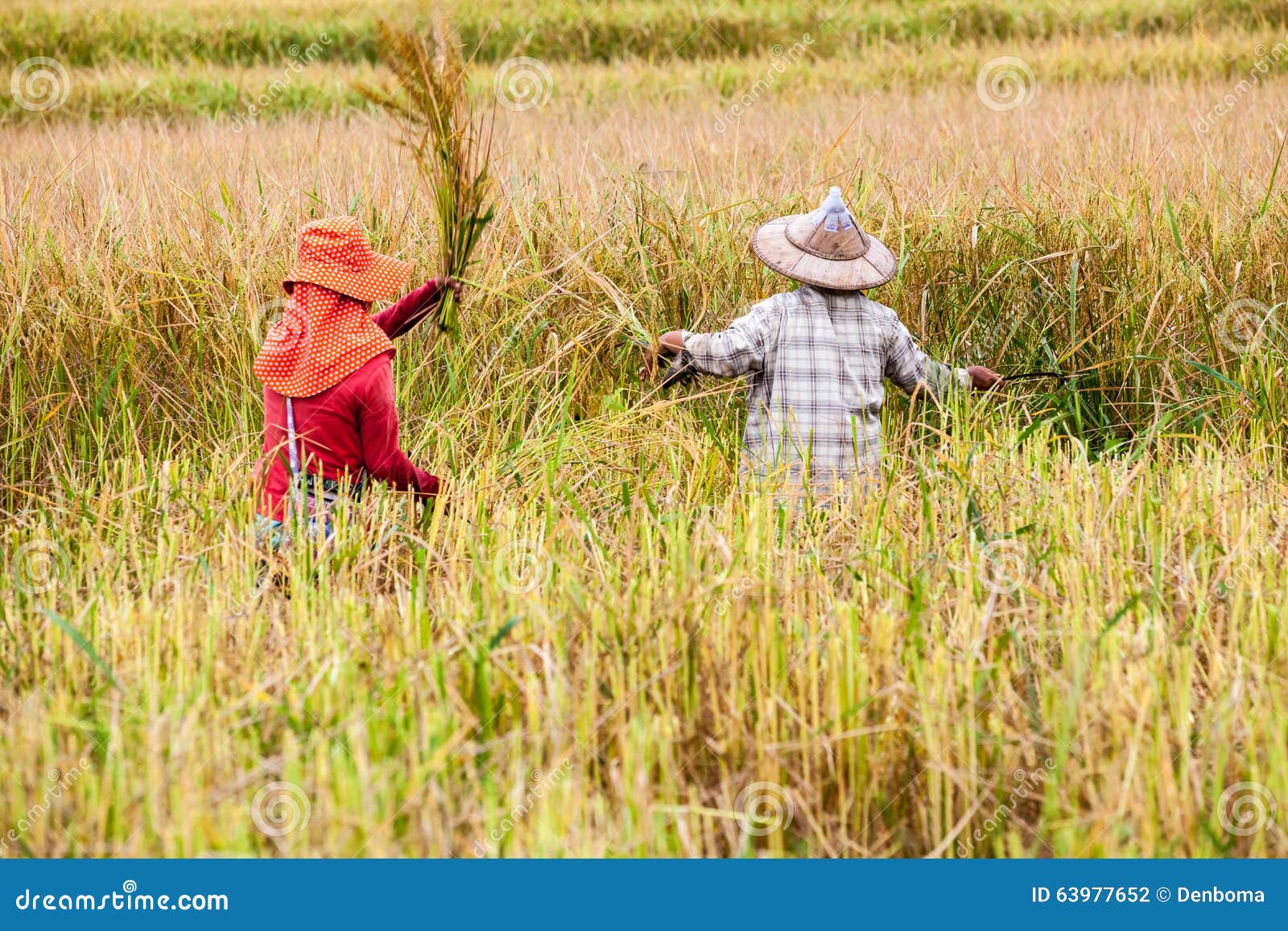 Working Man on the Rice Field Editorial Photography - Image of floral ...