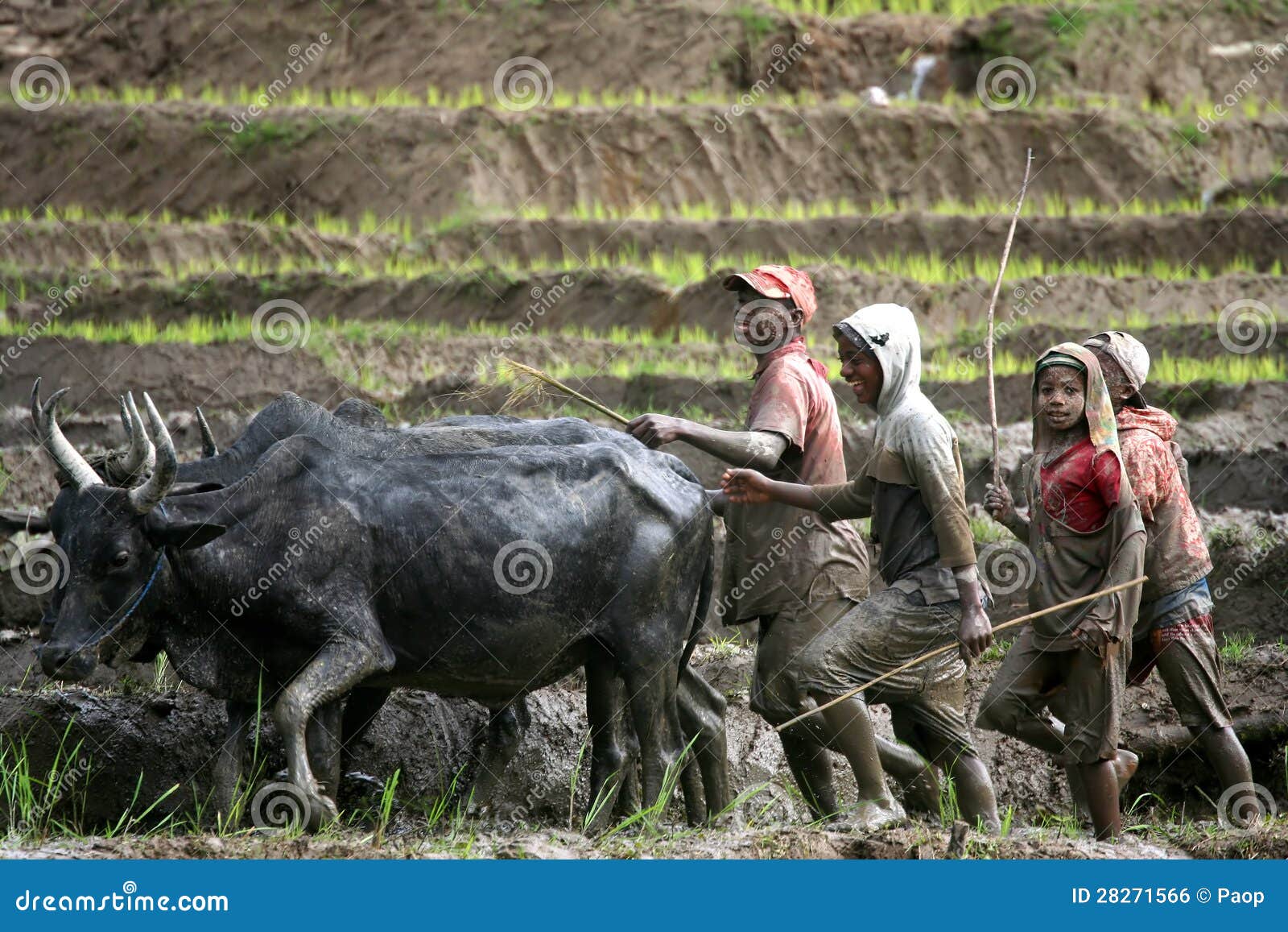 Working in mud editorial photo. Image of countryside - 28271566
