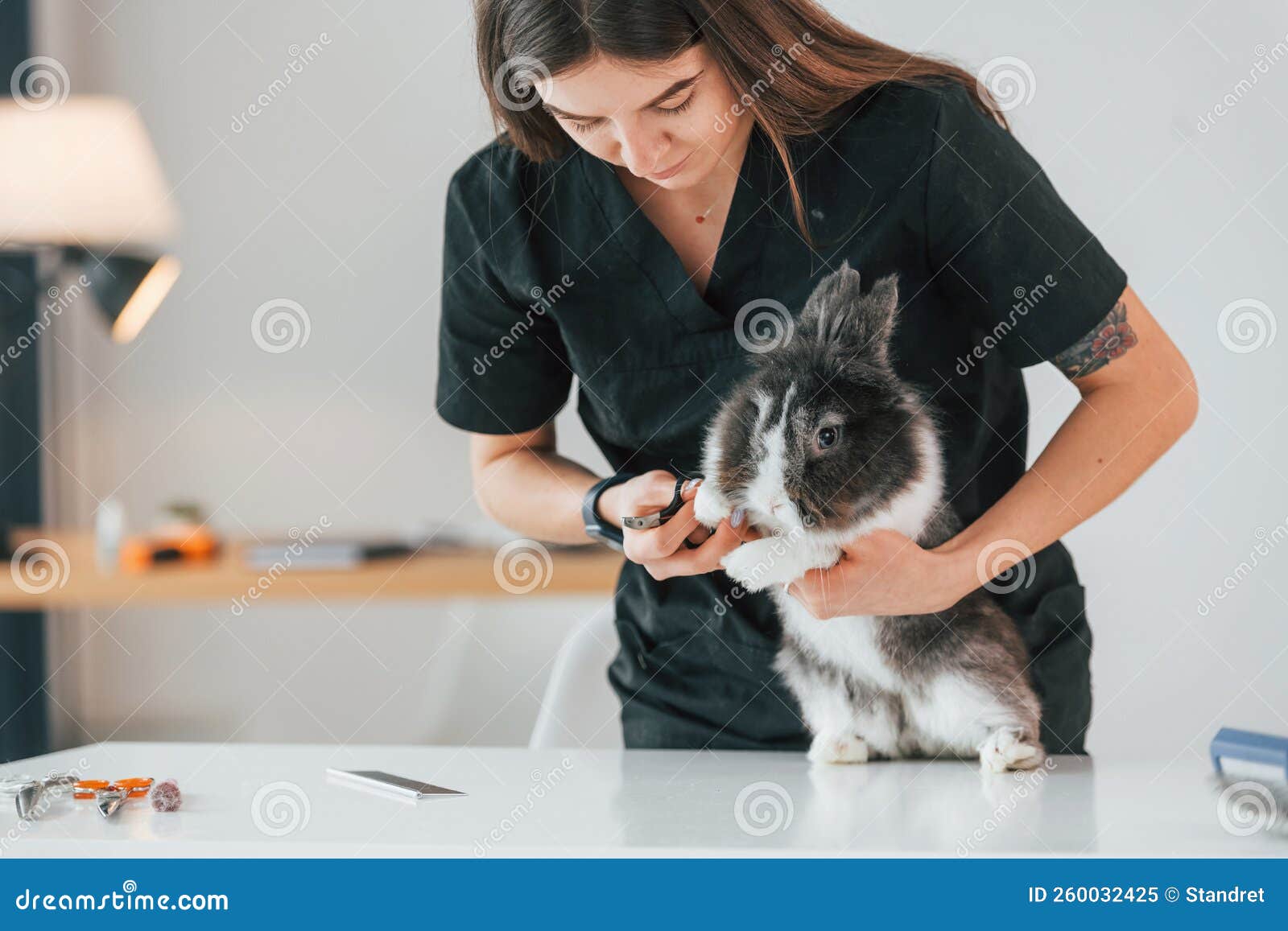 Working with Nails. Cute Little Rabbit is in the Grooming Studio Stock ...