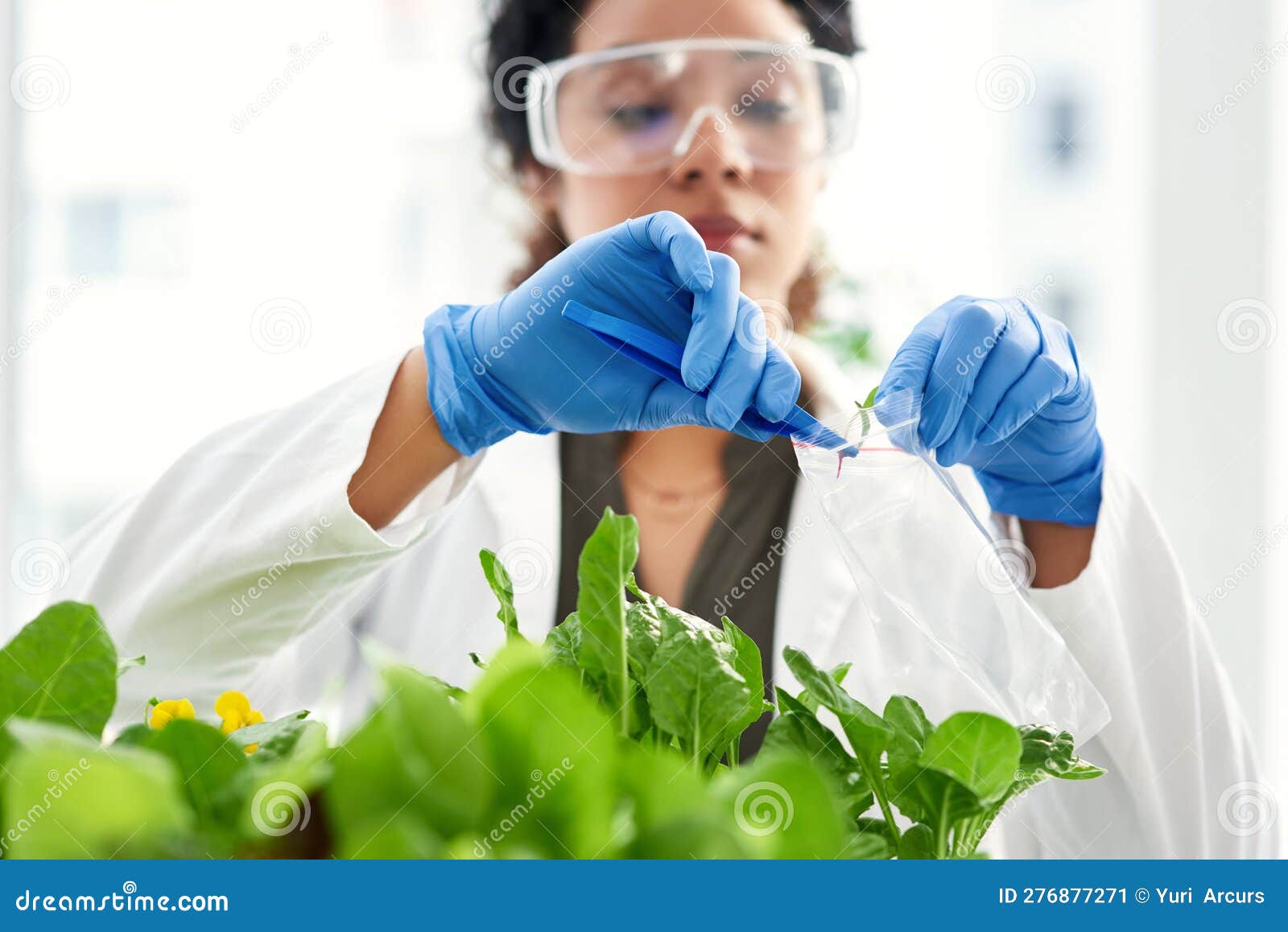 Working on a Natural Cure. a Scientist Getting Samples from a Plant for ...