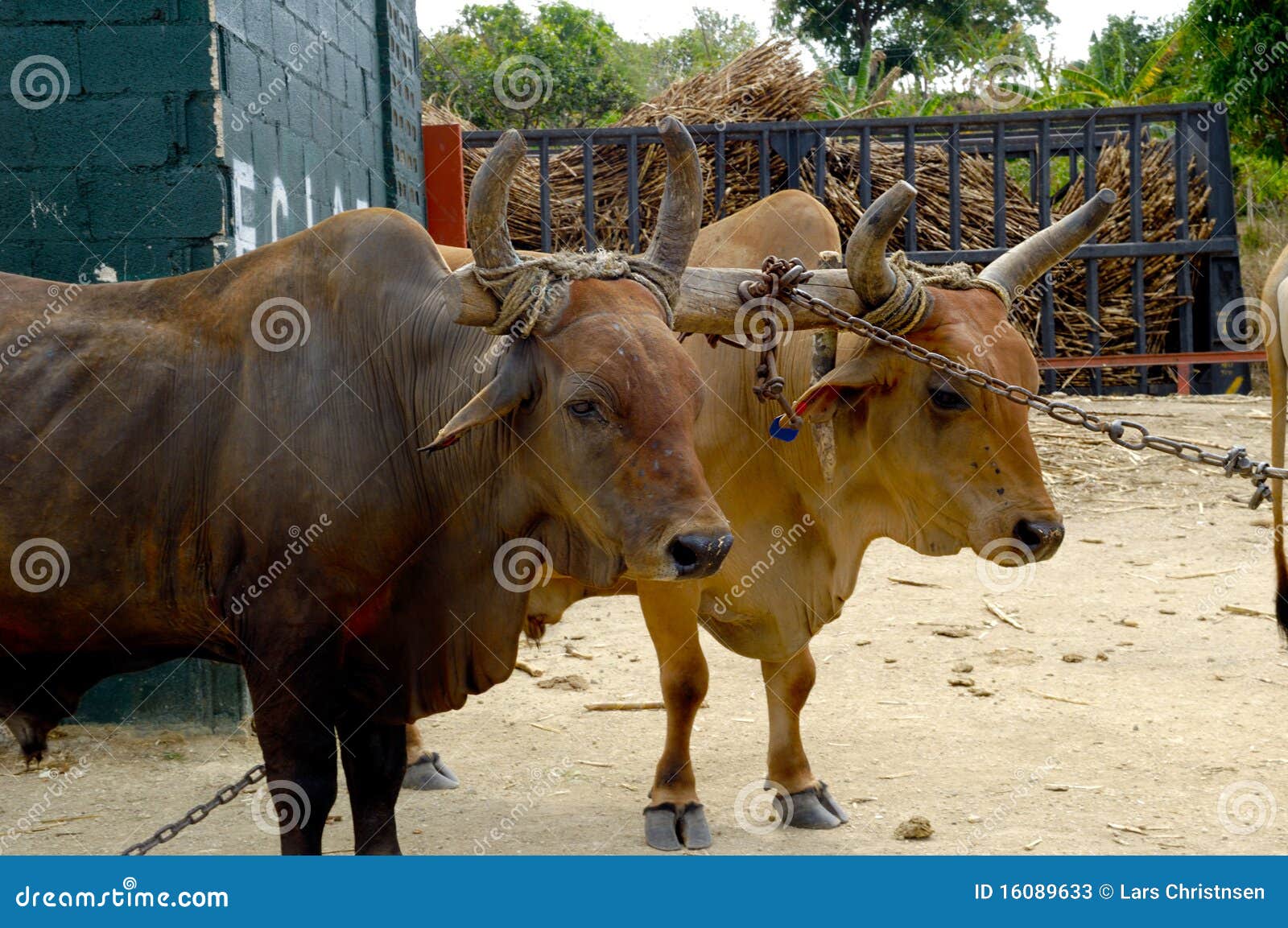 Working oxes stock image. Image of outdoors, mammal, environment - 16089633