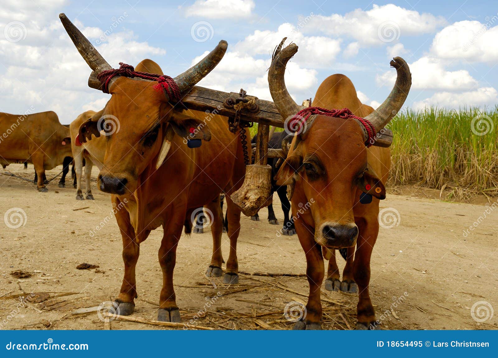 Working oxes stock image. Image of harvest, head, cows - 18654495