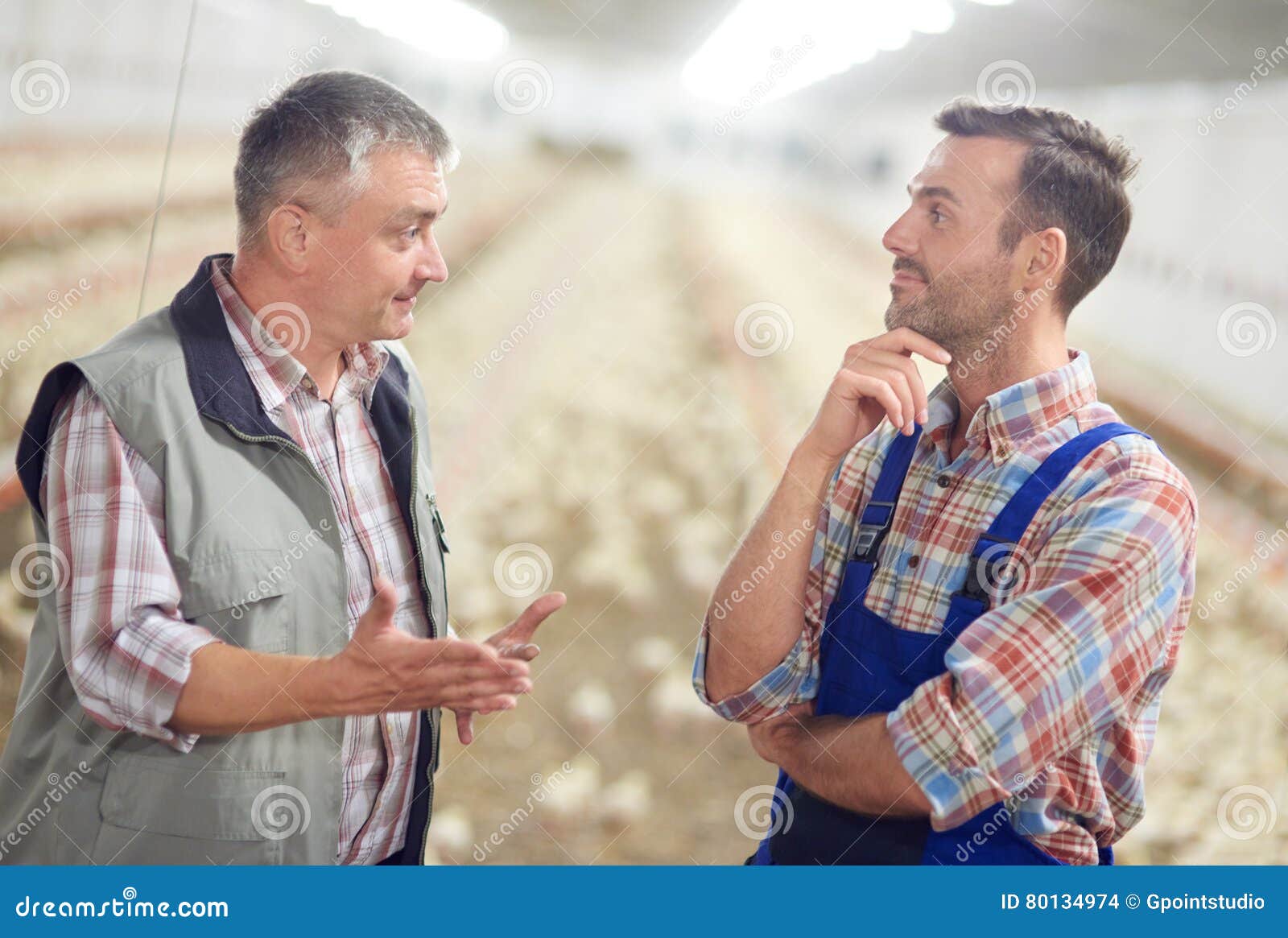 Working Partners at the Farm Stock Photo - Image of listening, chicken ...