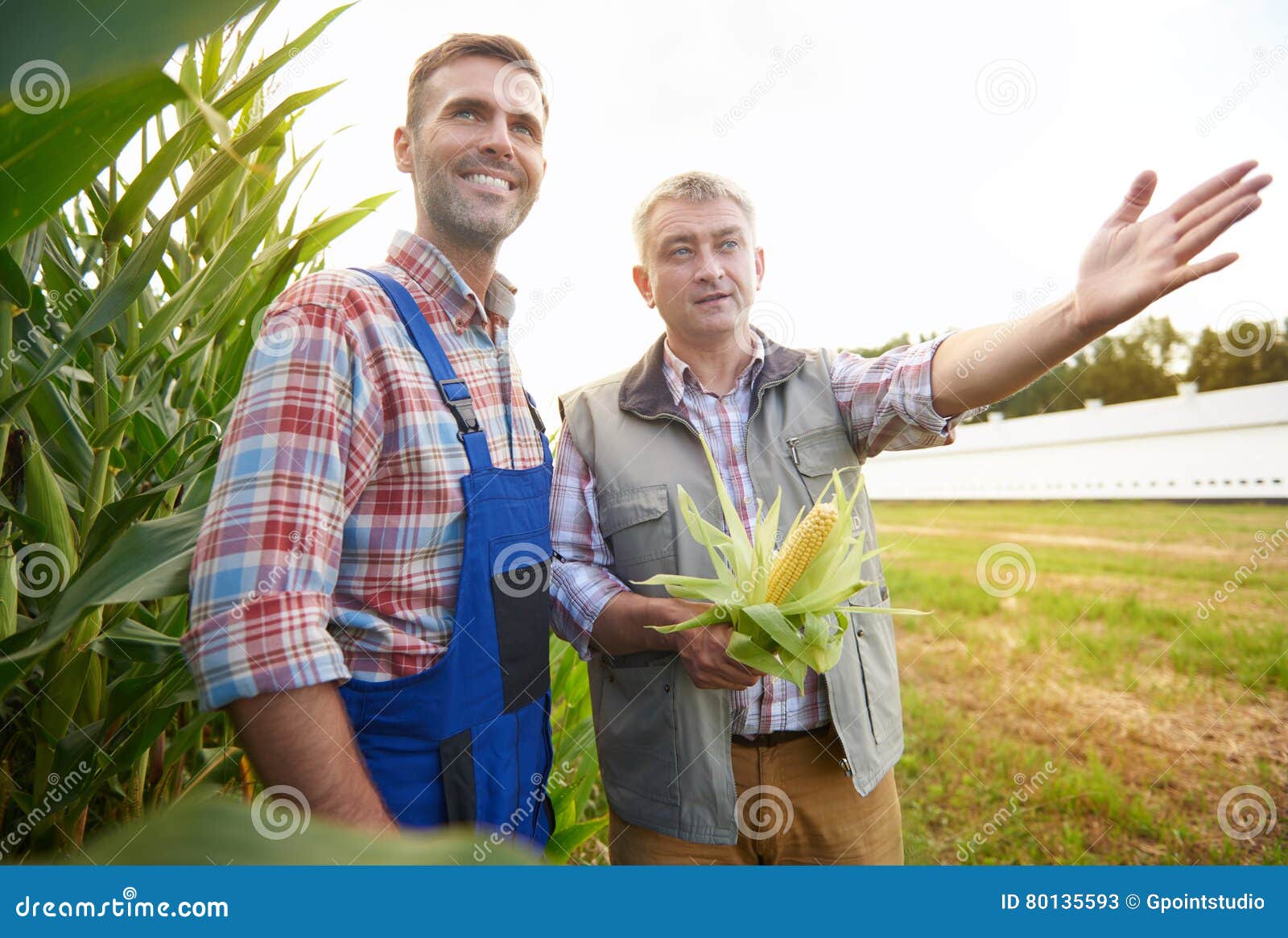 Working Partners at the Farm Stock Image - Image of pointing ...