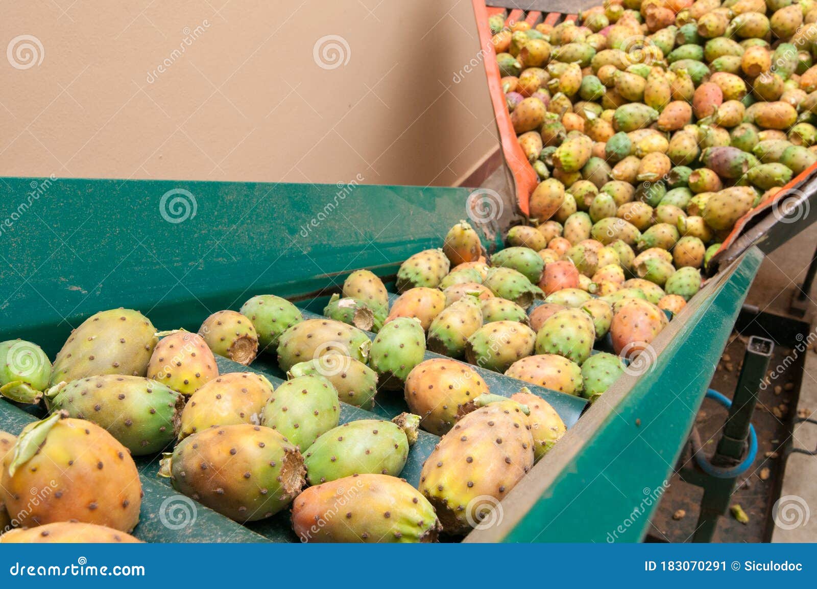 The Working of Prickly Pears Stock Image - Image of industry, natural ...