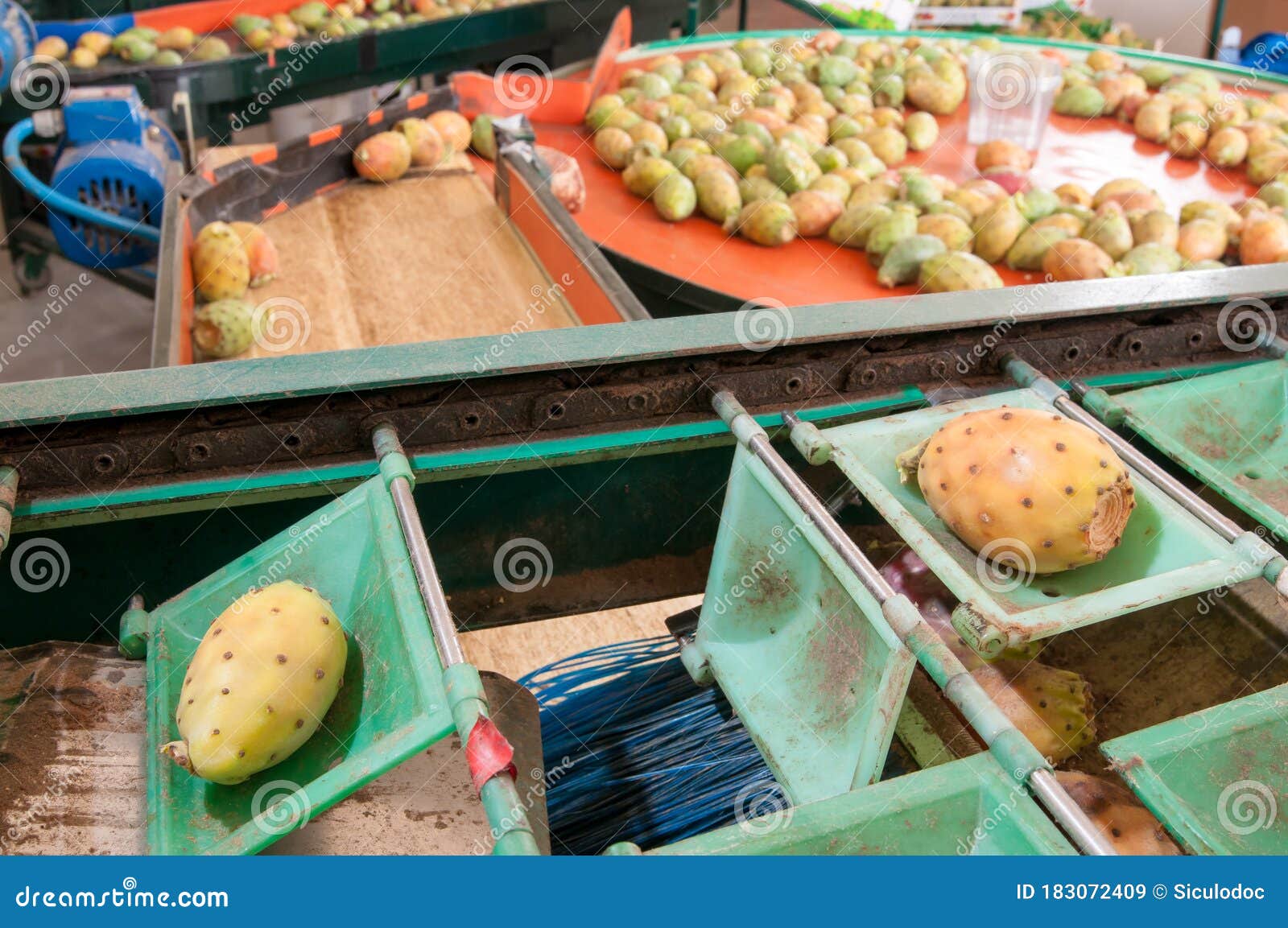 The Working of Prickly Pears Stock Image - Image of bastardone ...