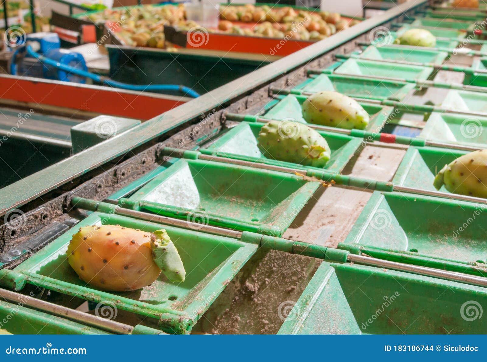 The Working of Prickly Pears Stock Photo - Image of machine, calibrator ...