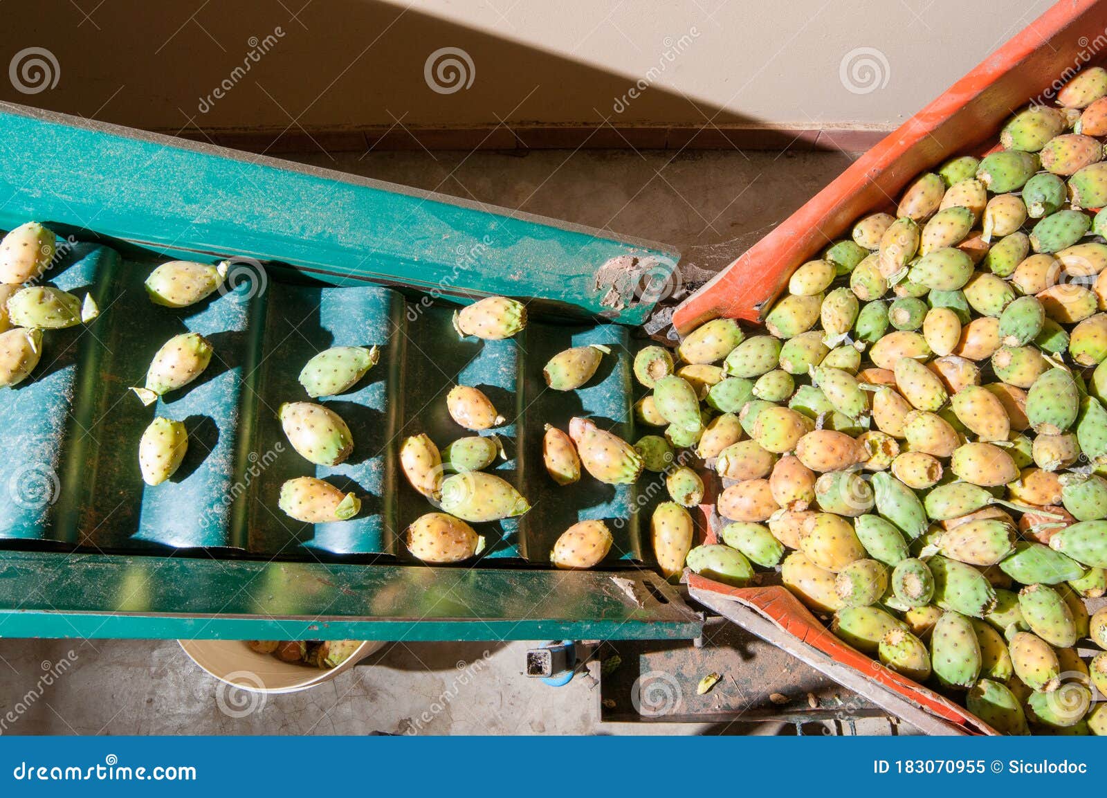 The Working of Prickly Pears Stock Image - Image of factory, pear ...