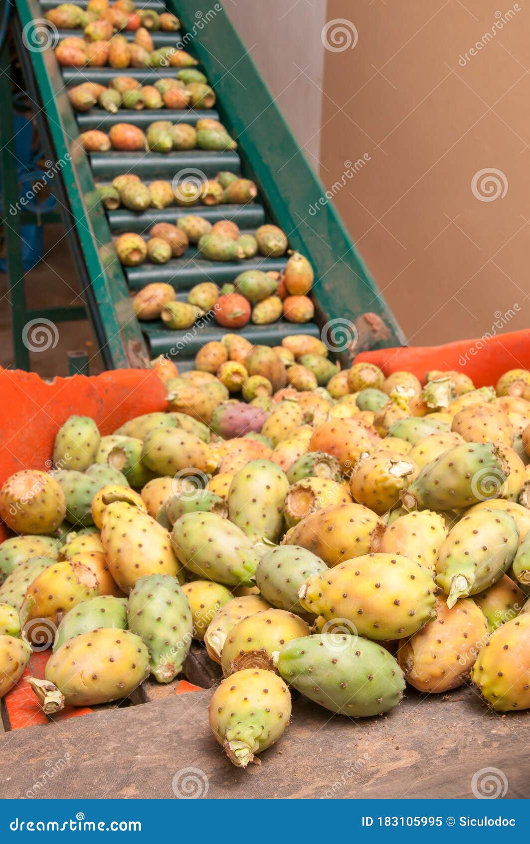 The Working of Prickly Pears Stock Image - Image of nature, factory ...