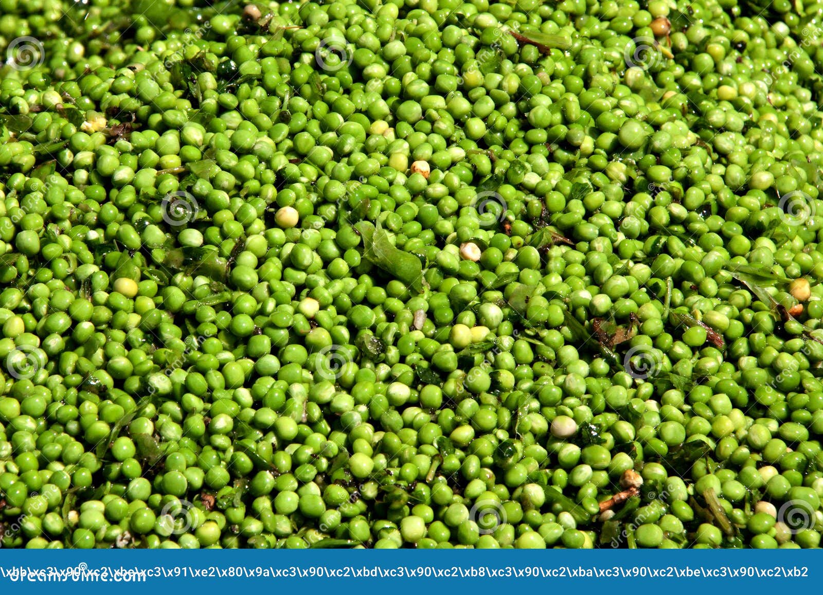 Working Process of the Production of Green Peas on Cannery. Movement on ...