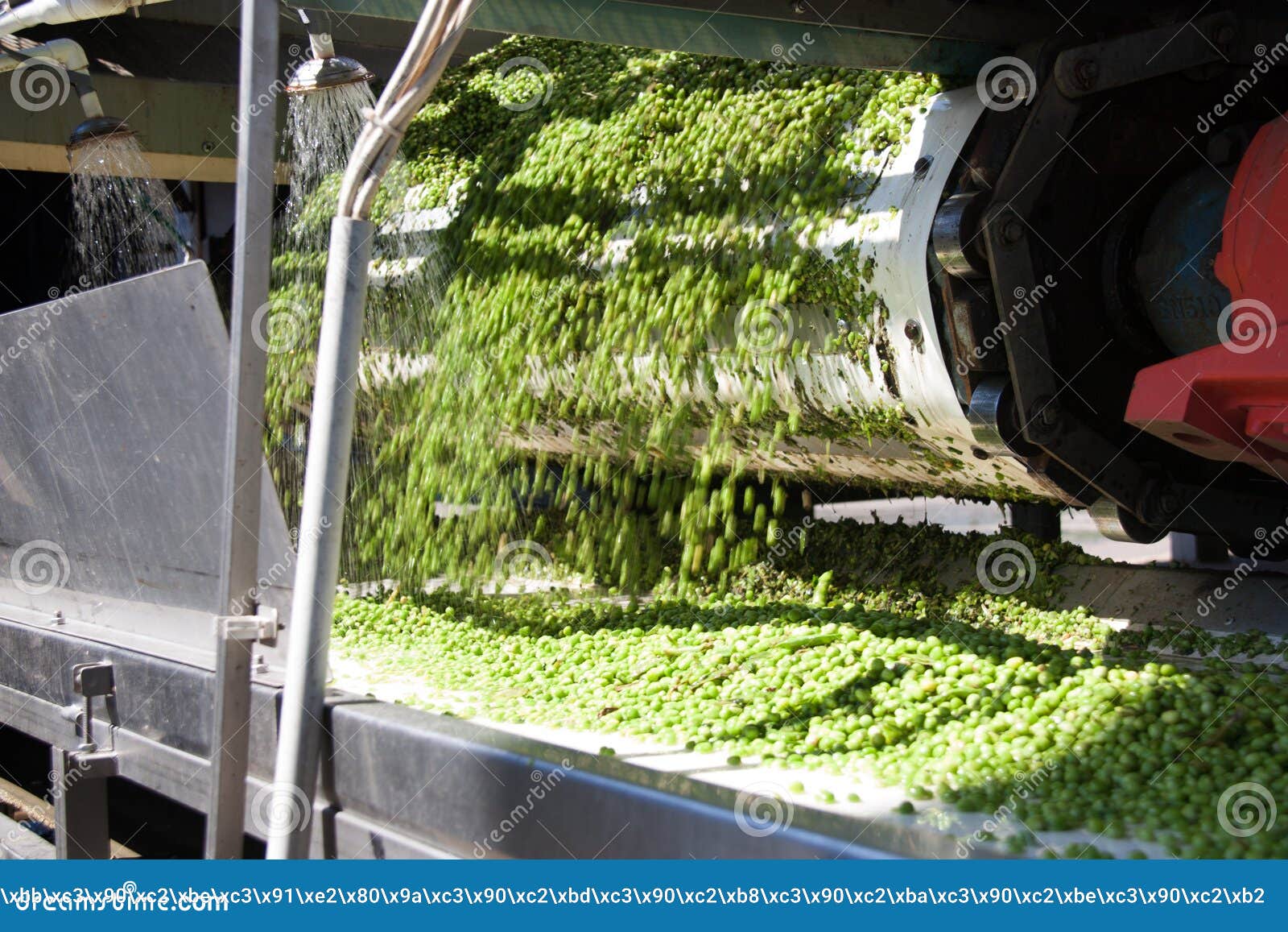 Working Process of the Production of Green Peas on Cannery. Movement on ...