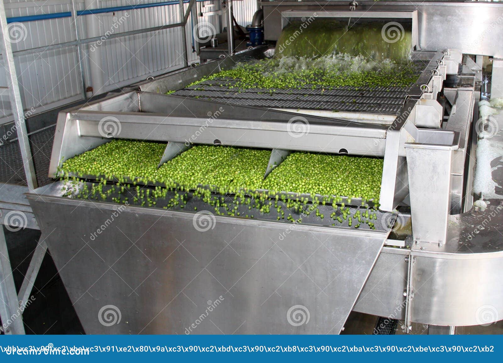 Working Process Of The Production Of Green Peas On Cannery. Movement On ...