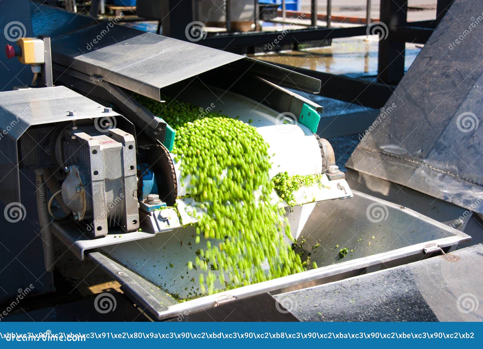 Working Process of the Production of Green Peas on Cannery. Stock Image ...