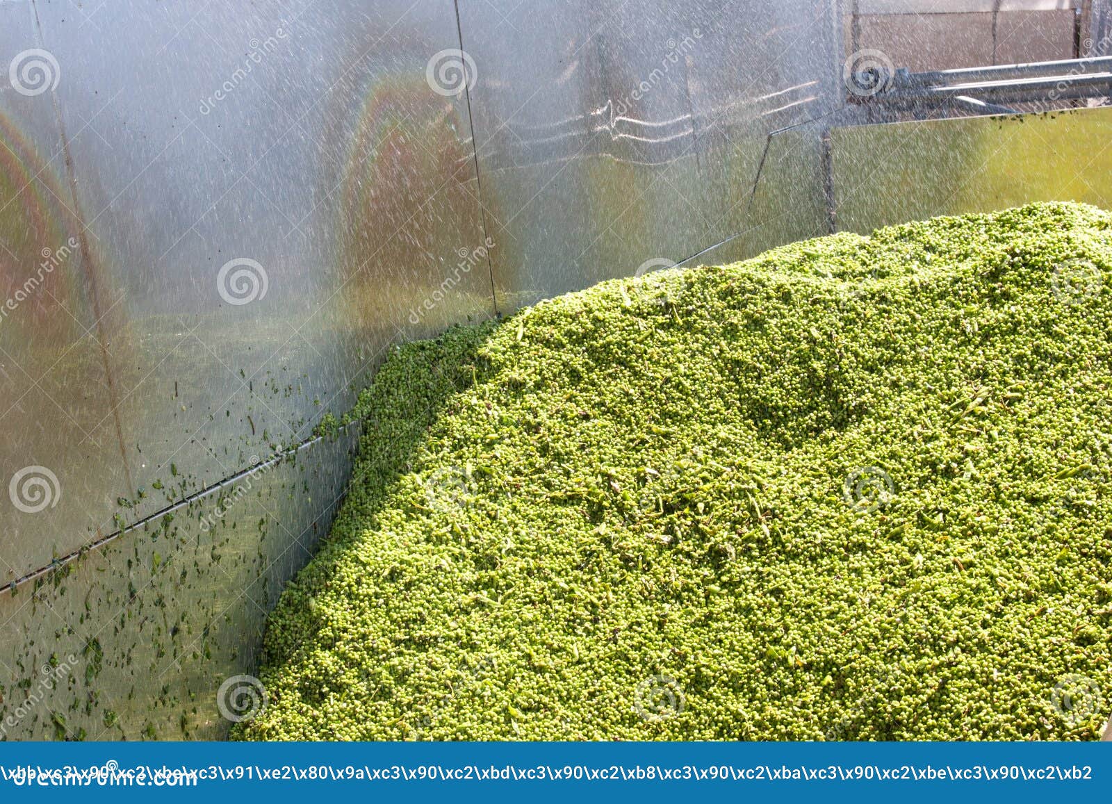 Working Process of the Production of Green Peas on Cannery. Movement on ...