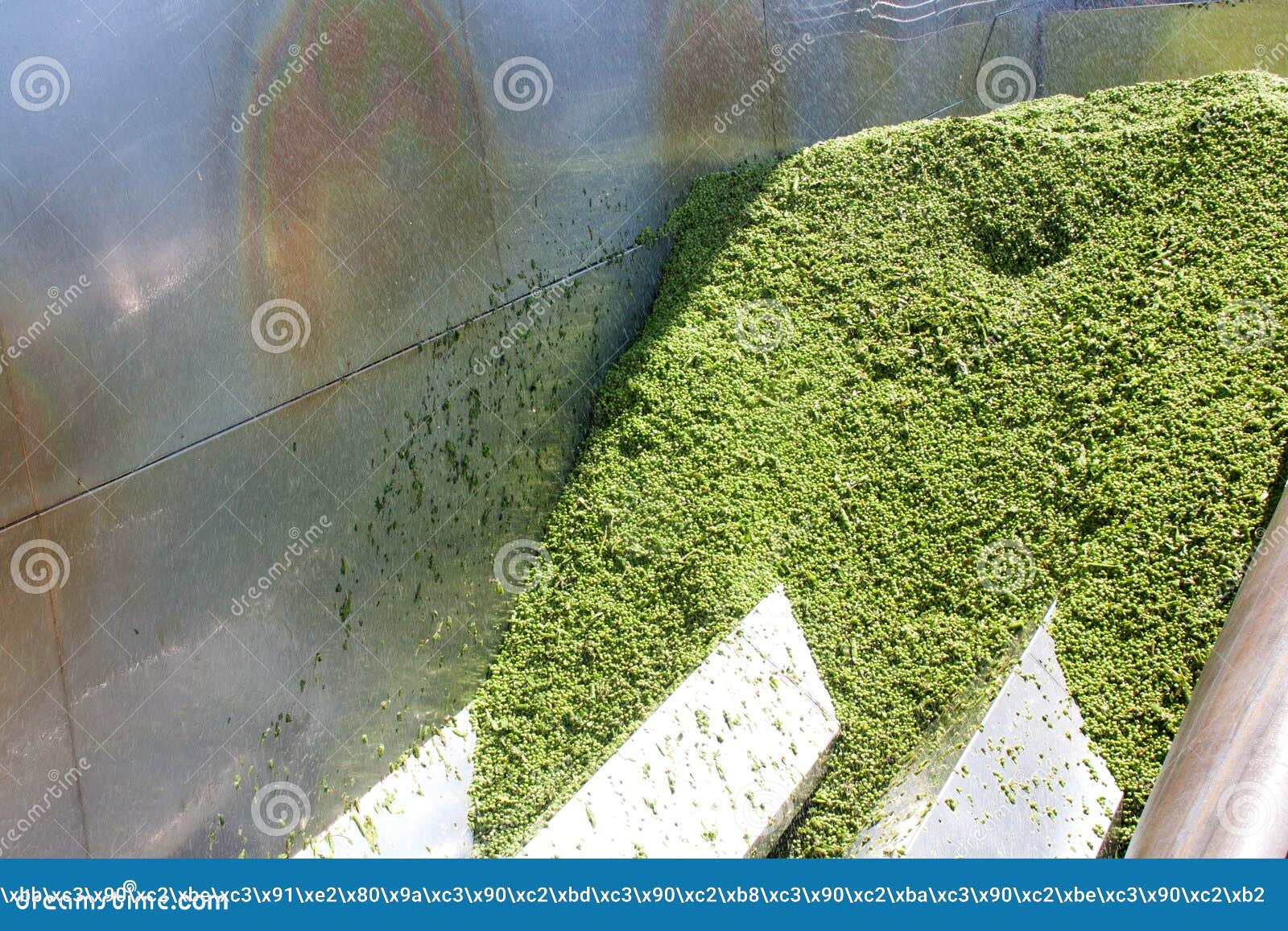 Working Process of the Production of Green Peas on Cannery. Movement on ...