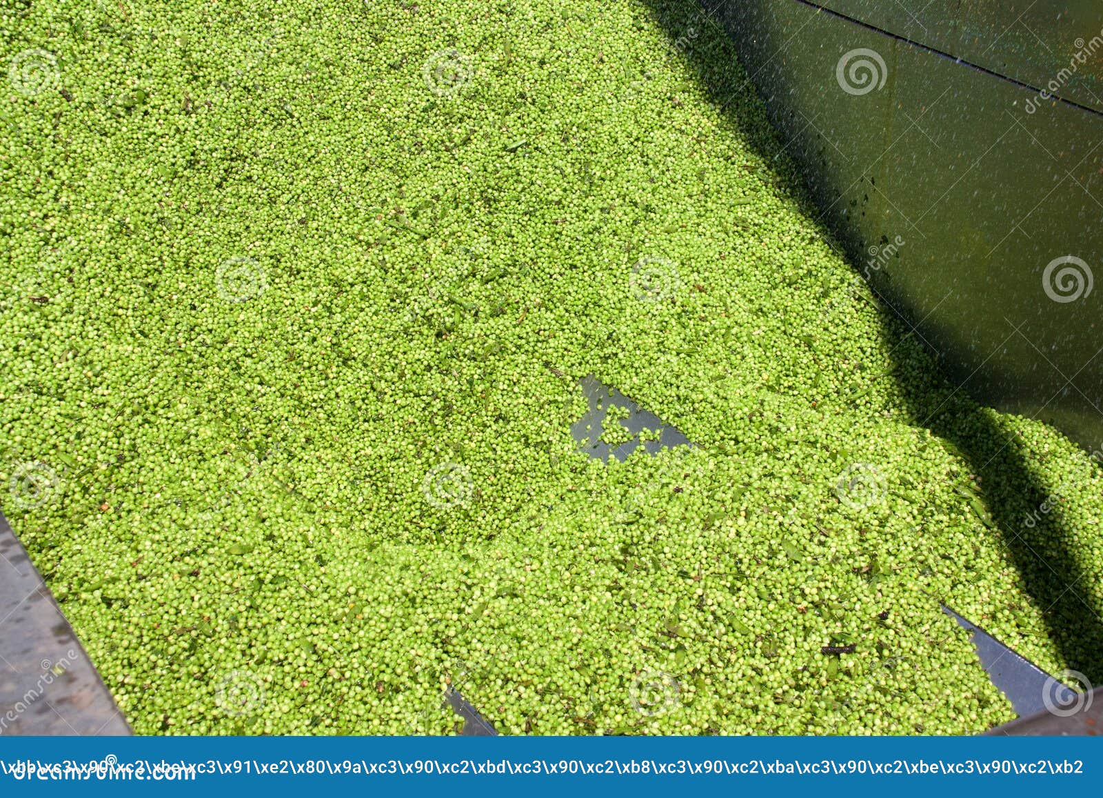 Working Process of the Production of Green Peas on Cannery. Movement on ...