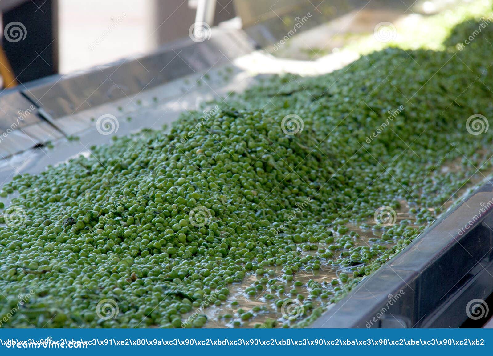 Working Process of the Production of Green Peas on Cannery. Movement on ...
