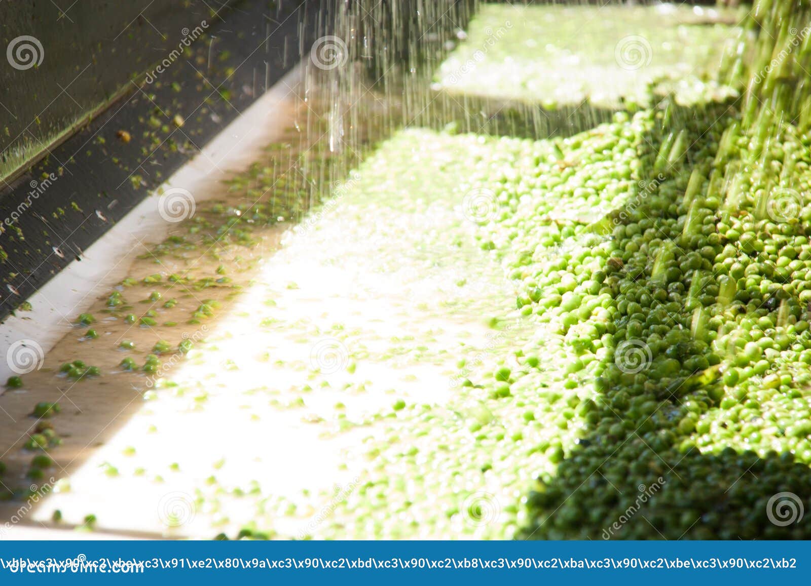 Working Process of the Production of Green Peas on Cannery. Movement on ...