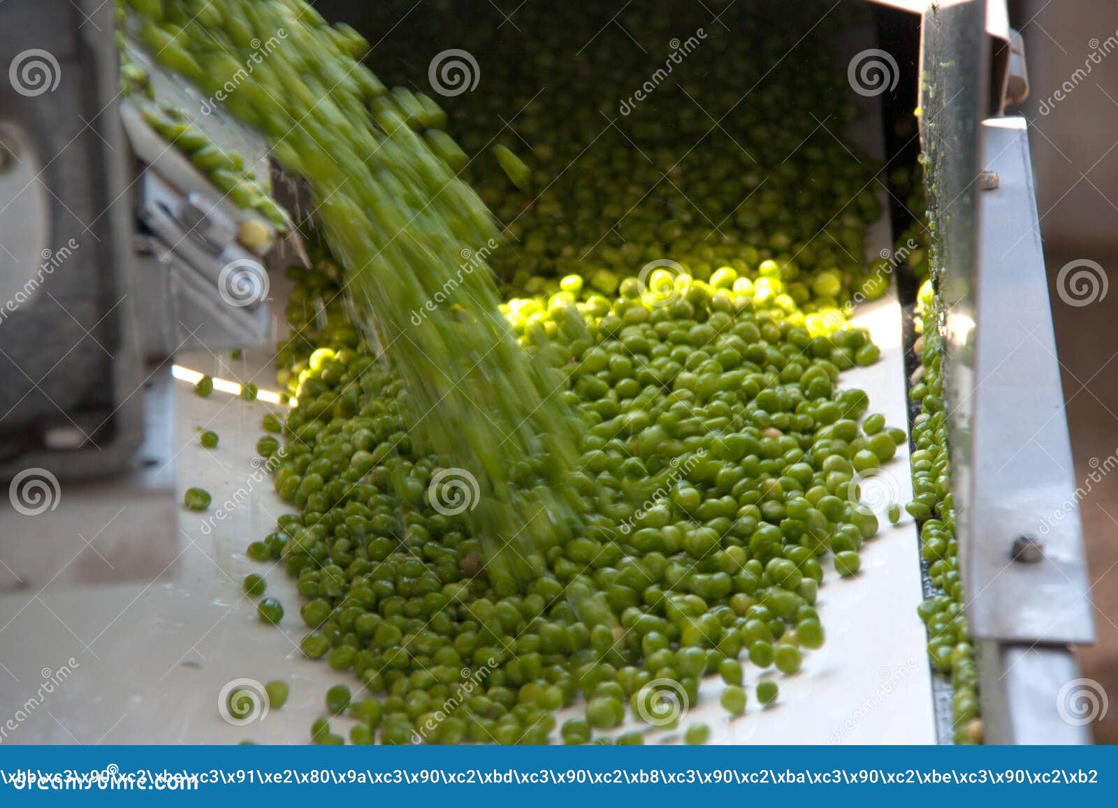 Working Process of the Production of Green Peas on Cannery. Movement on ...