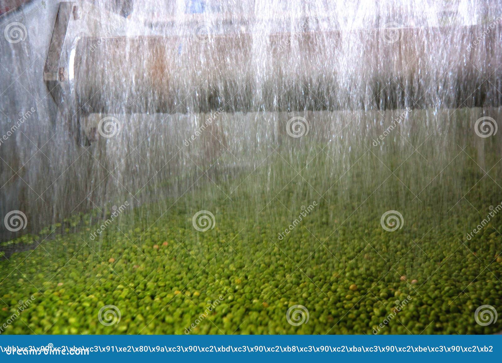 Working Process of the Production of Green Peas on Cannery. Movement on ...