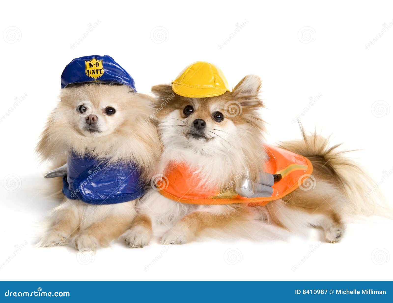 Working Pups stock image. Image of vest, faces, tools - 8410987