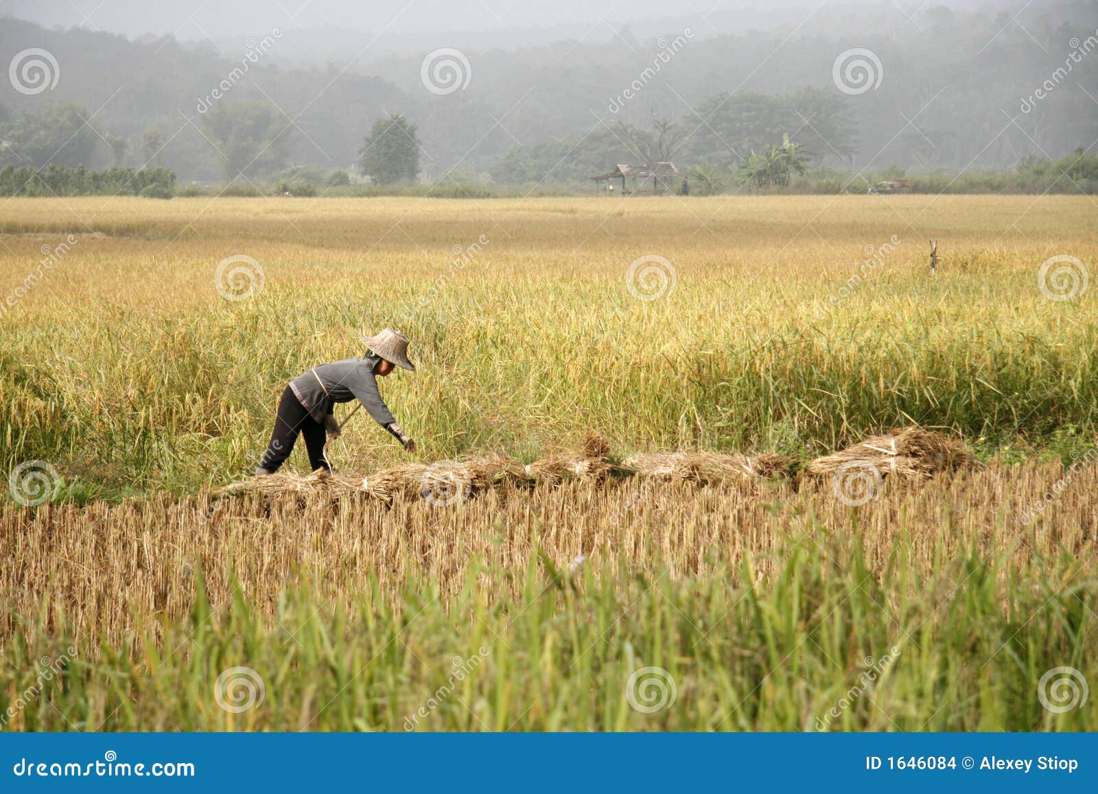 Working in the rice field stock photo. Image of travel - 1646084