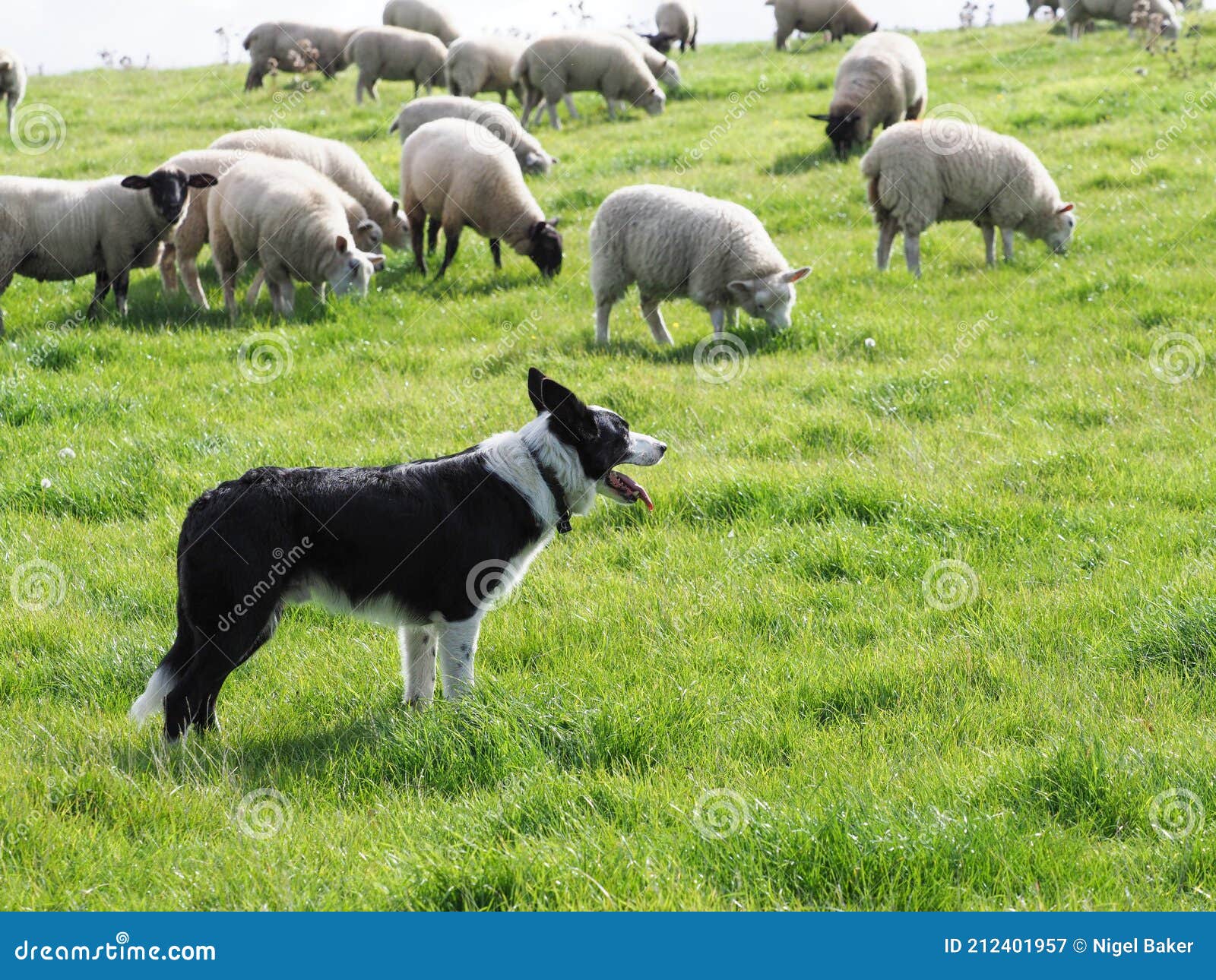 Working Sheep Dog stock image. Image of trials, outdoors - 212401957
