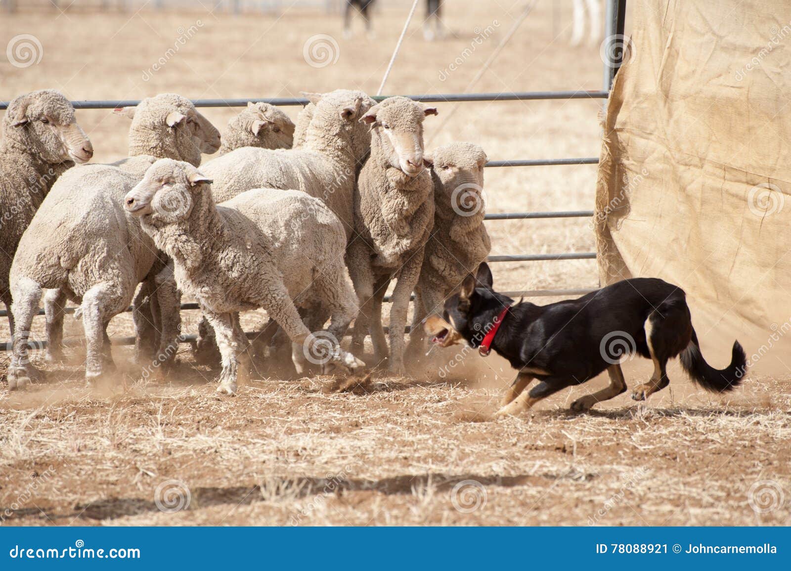 Working sheep dog. stock image. Image of kelpie, working - 78088921