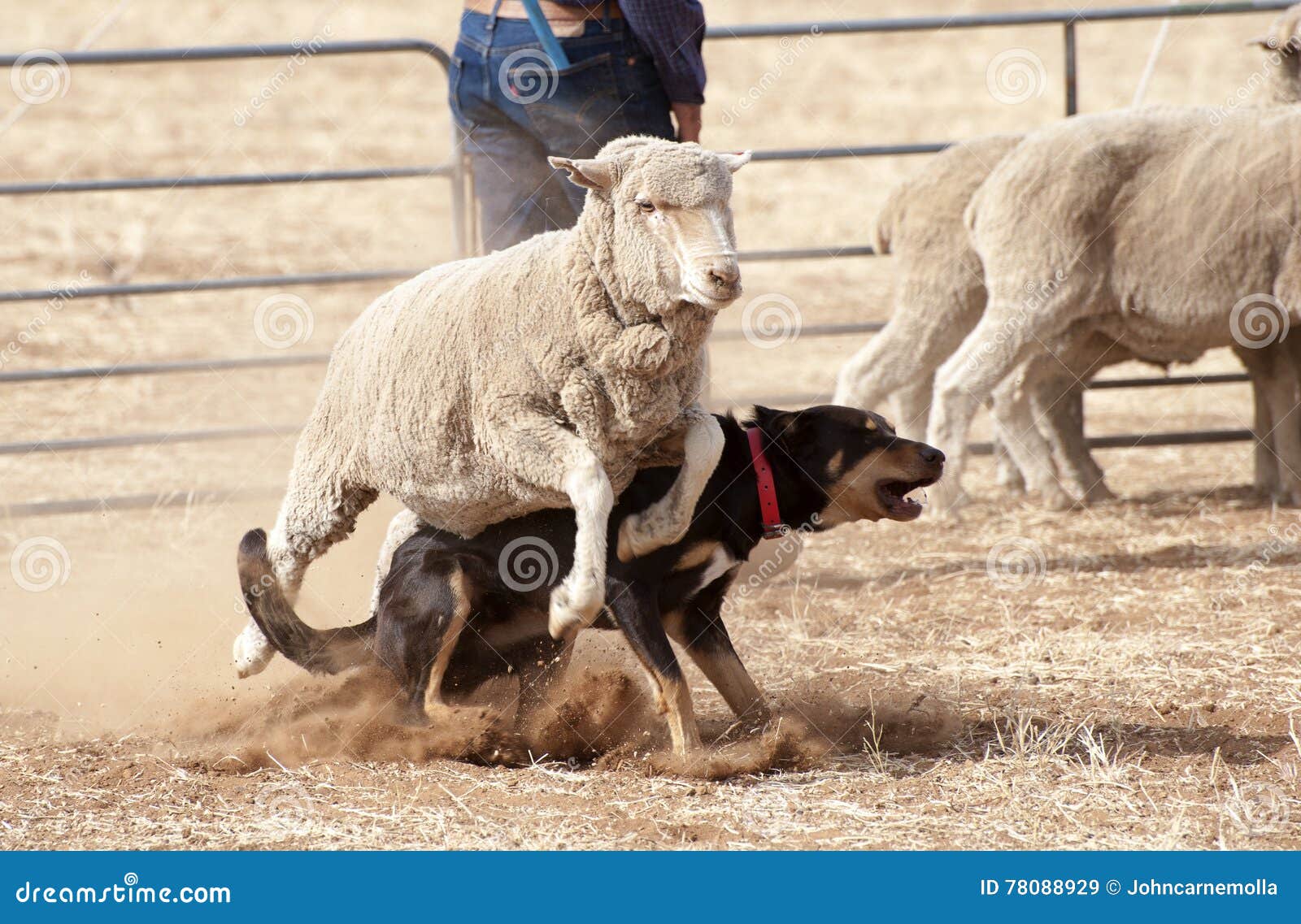 Working sheep dog. stock image. Image of bull, livestock - 78088929