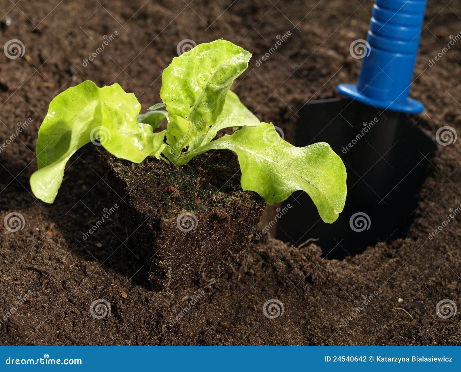 Working in soil stock photo. Image of transplantation - 24540642