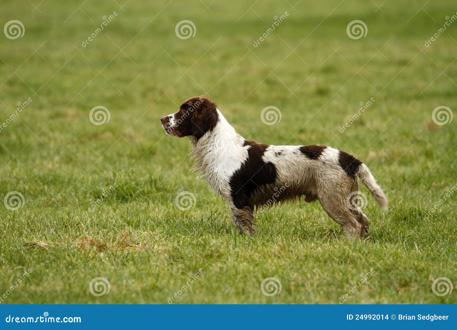 Working Springer Spaniel Dog Stock Photo - Image of commonly, beating ...