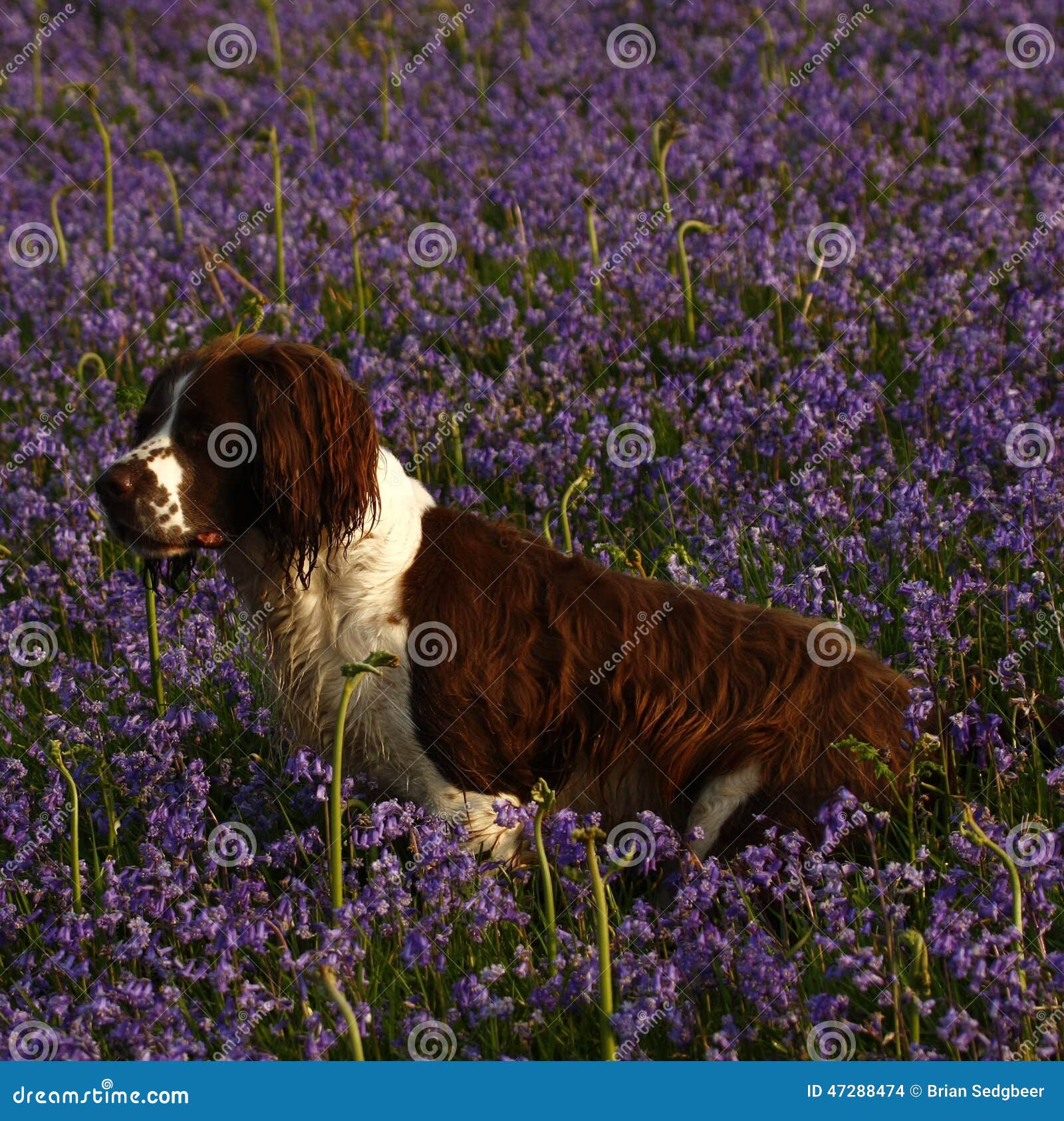 Working Springer Spaniel Dog Stock Photo - Image of chordata, garden ...