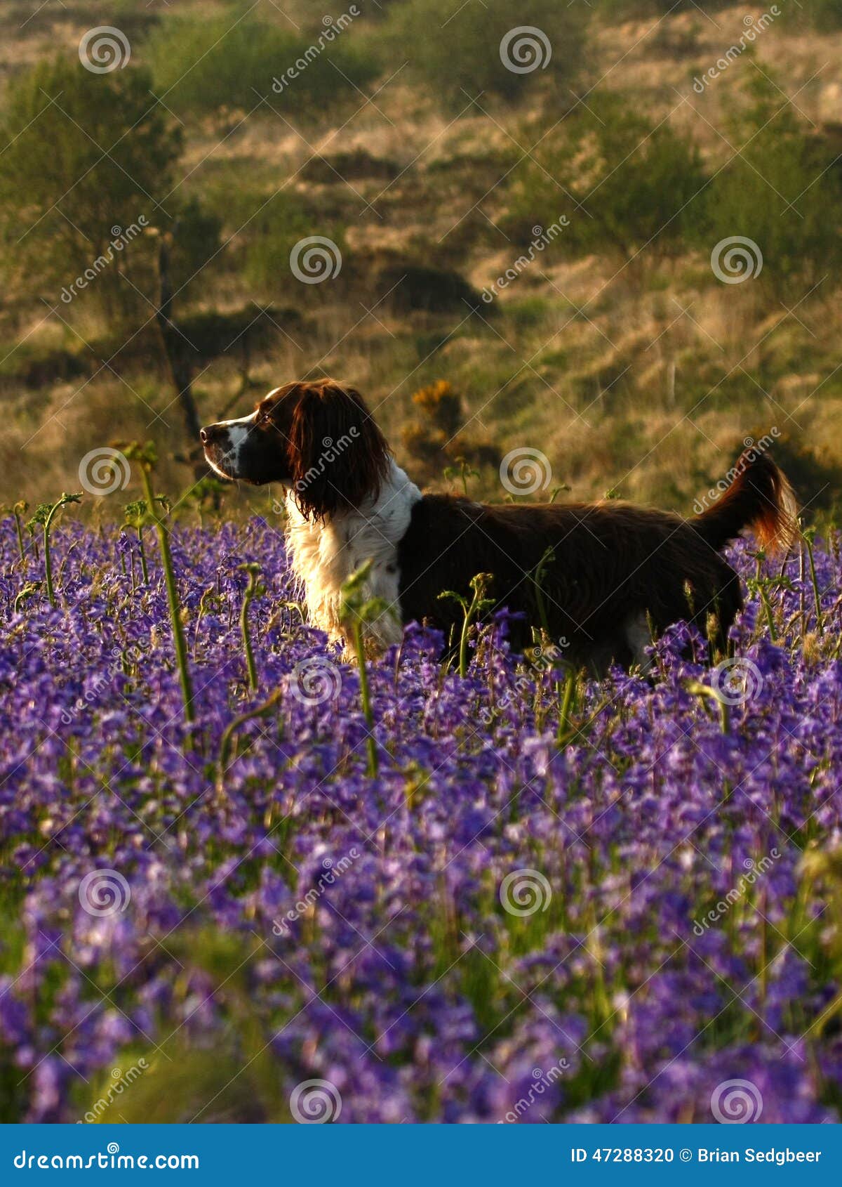 Working Springer Spaniel Dog Stock Photo - Image of field, flower: 47288320