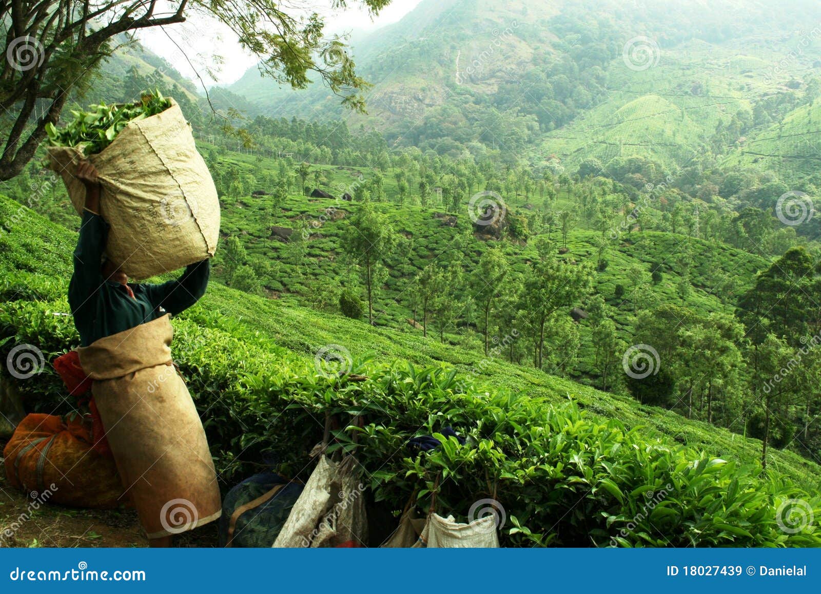 Working at tea plantation editorial stock image. Image of landscape ...