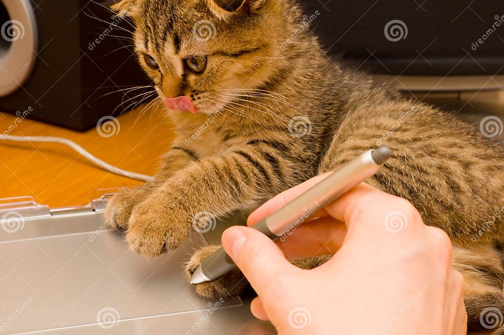 Working together stock photo. Image of pets, animal, desk - 2022540