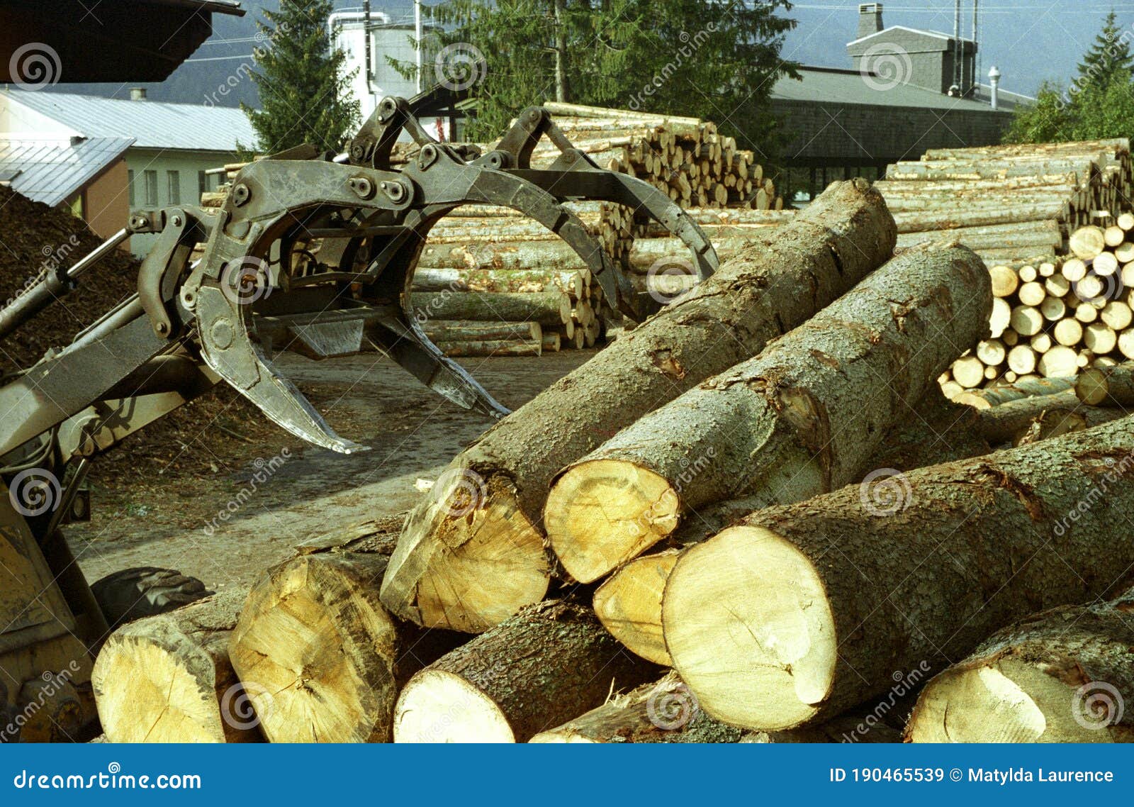 Working Tractor Grabbing Tree Lumber in Yard Stock Image - Image of ...