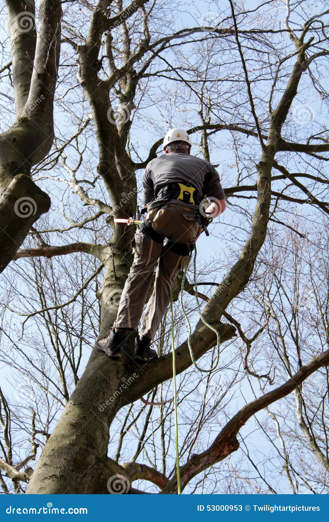 Working in the tree editorial stock photo. Image of person - 53000953