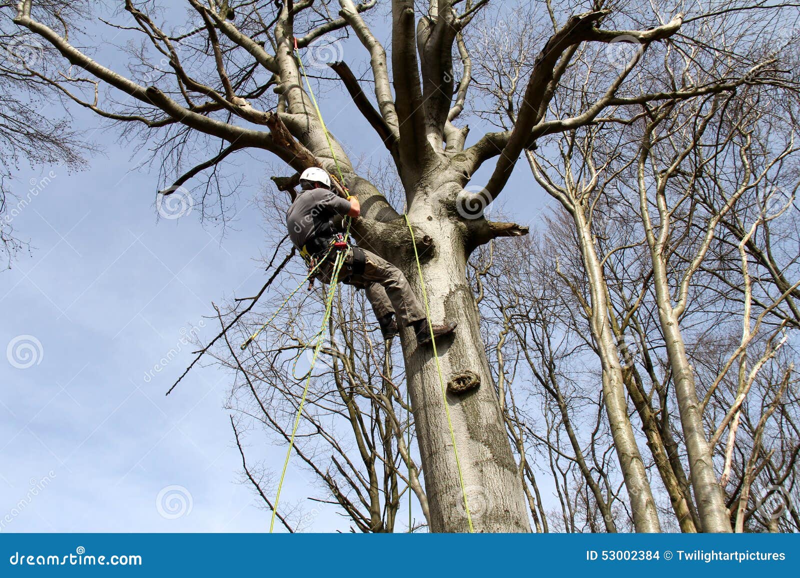 Working in the tree editorial stock image. Image of height - 53002384
