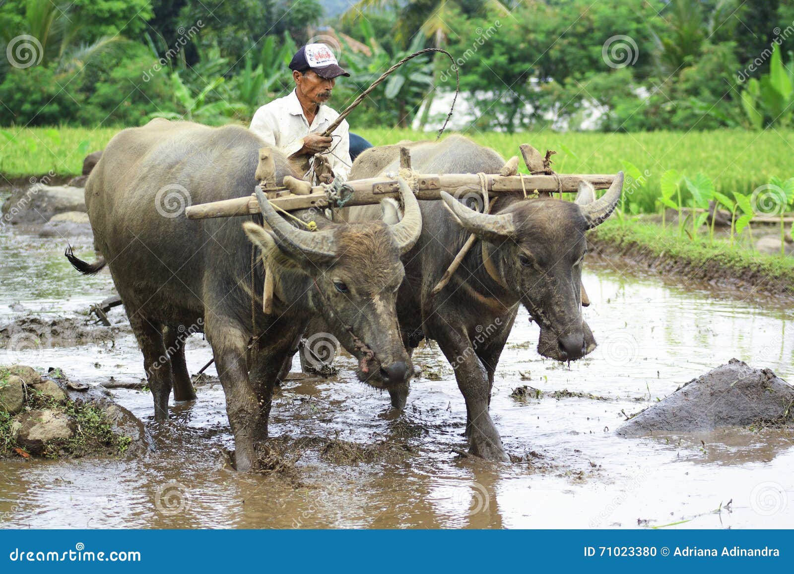 Working with Two Buffalo editorial image. Image of bogor - 71023380